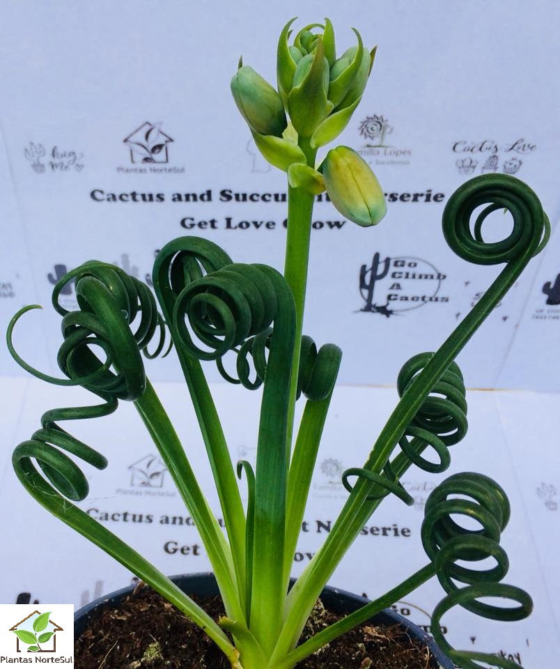 Albuca – Cactos e suculentas Portugal