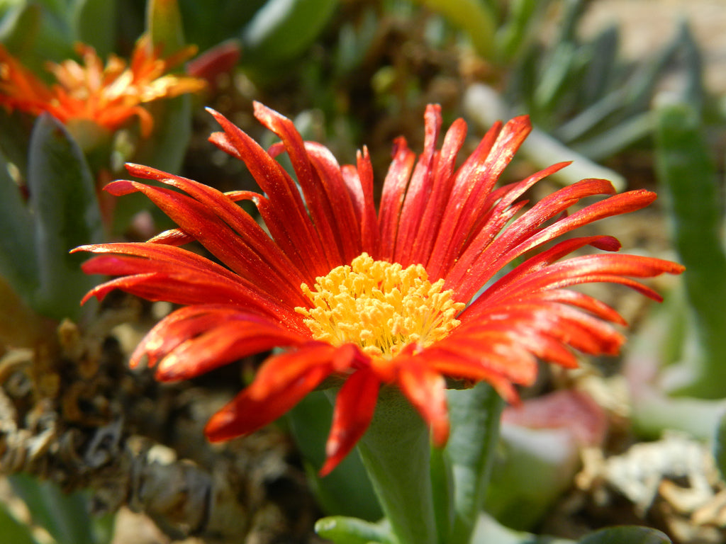 Hereroa – Cactos e suculentas Portugal