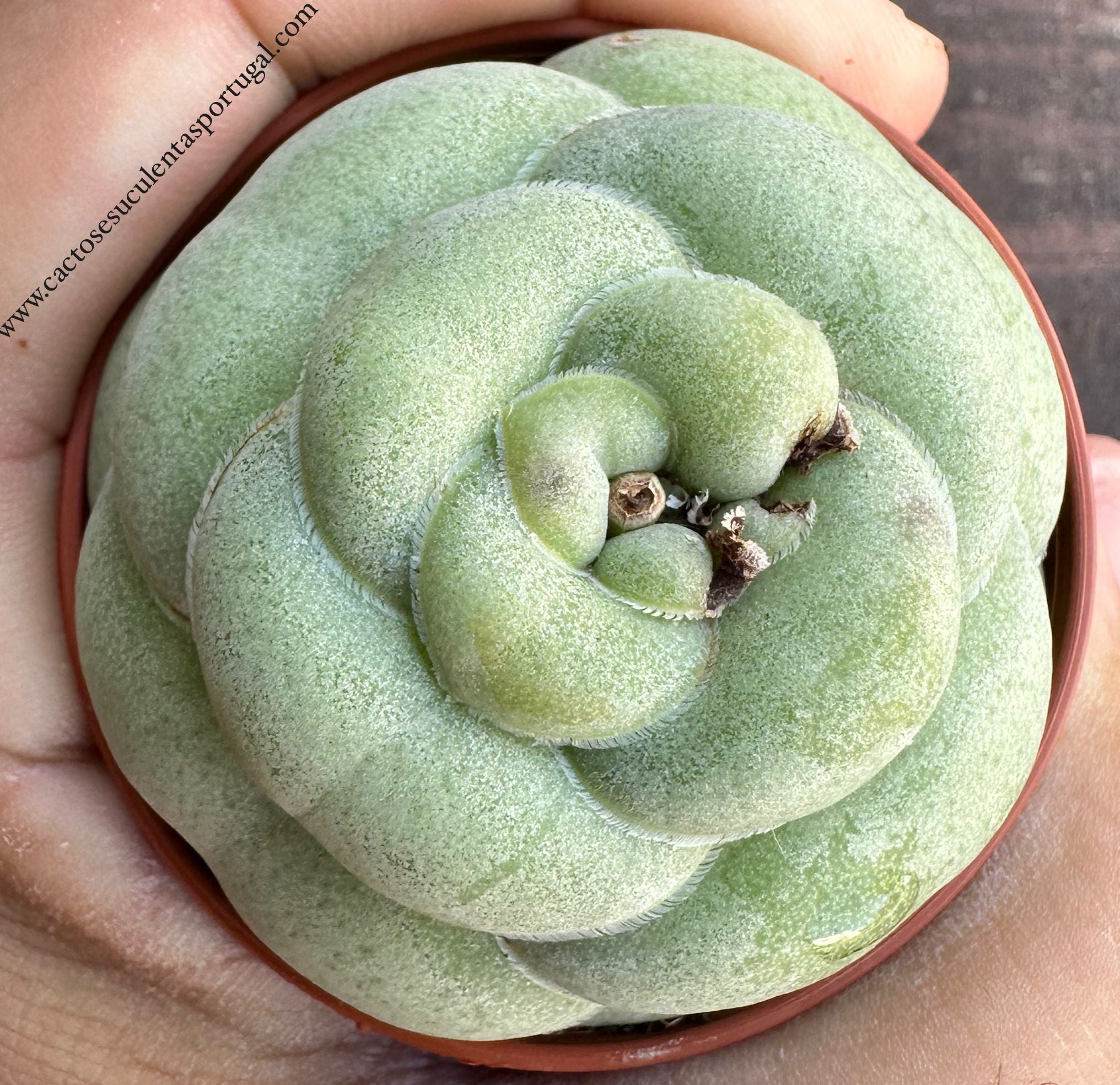 Crassula Hemisphaerica | Cactos e Suculentas Portugal