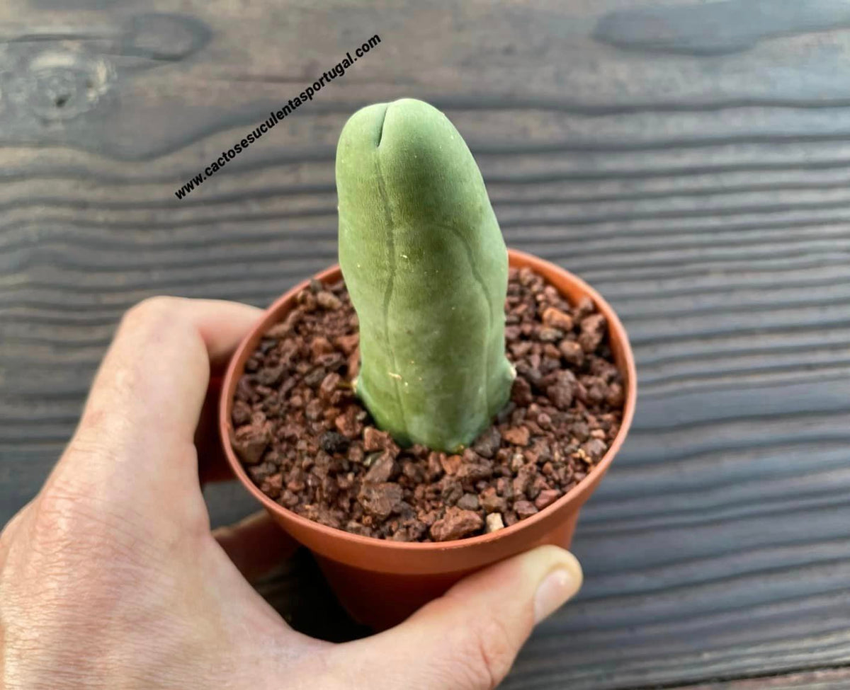 Cacto pénis, Echinopsis lageniformis – Cactos e suculentas Portugal