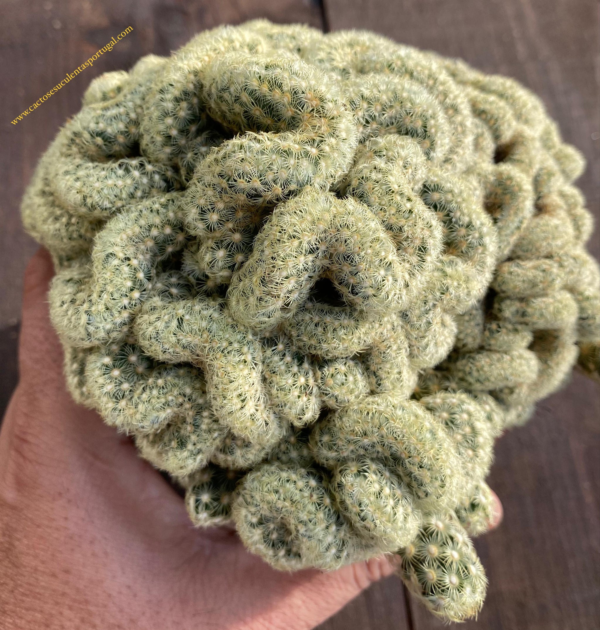 Mammillaria Elongata Minor Cristata | Cactos e Suculentas Portugal
