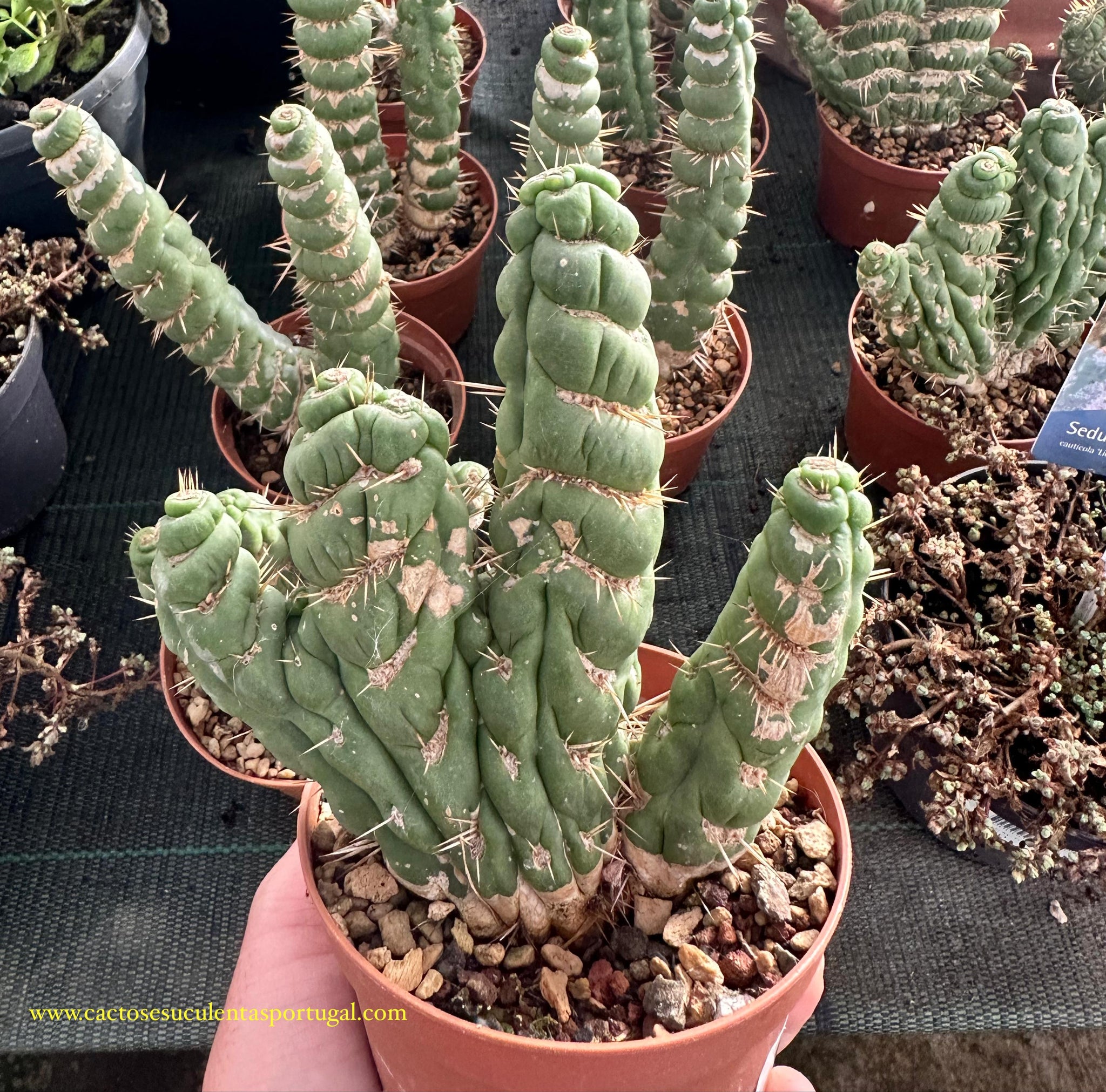Eulycinia Castane Form. Cristata | Cactos e Suculentas Portugal