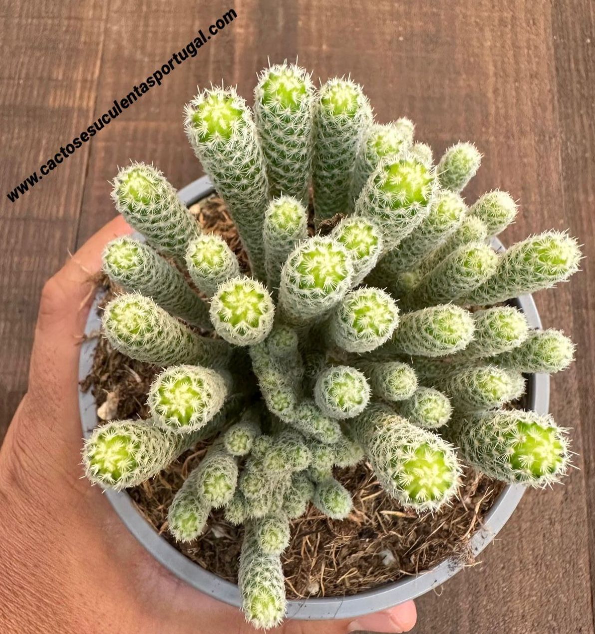 Mammillaria Vetula | Cactos e Suculentas Portugal