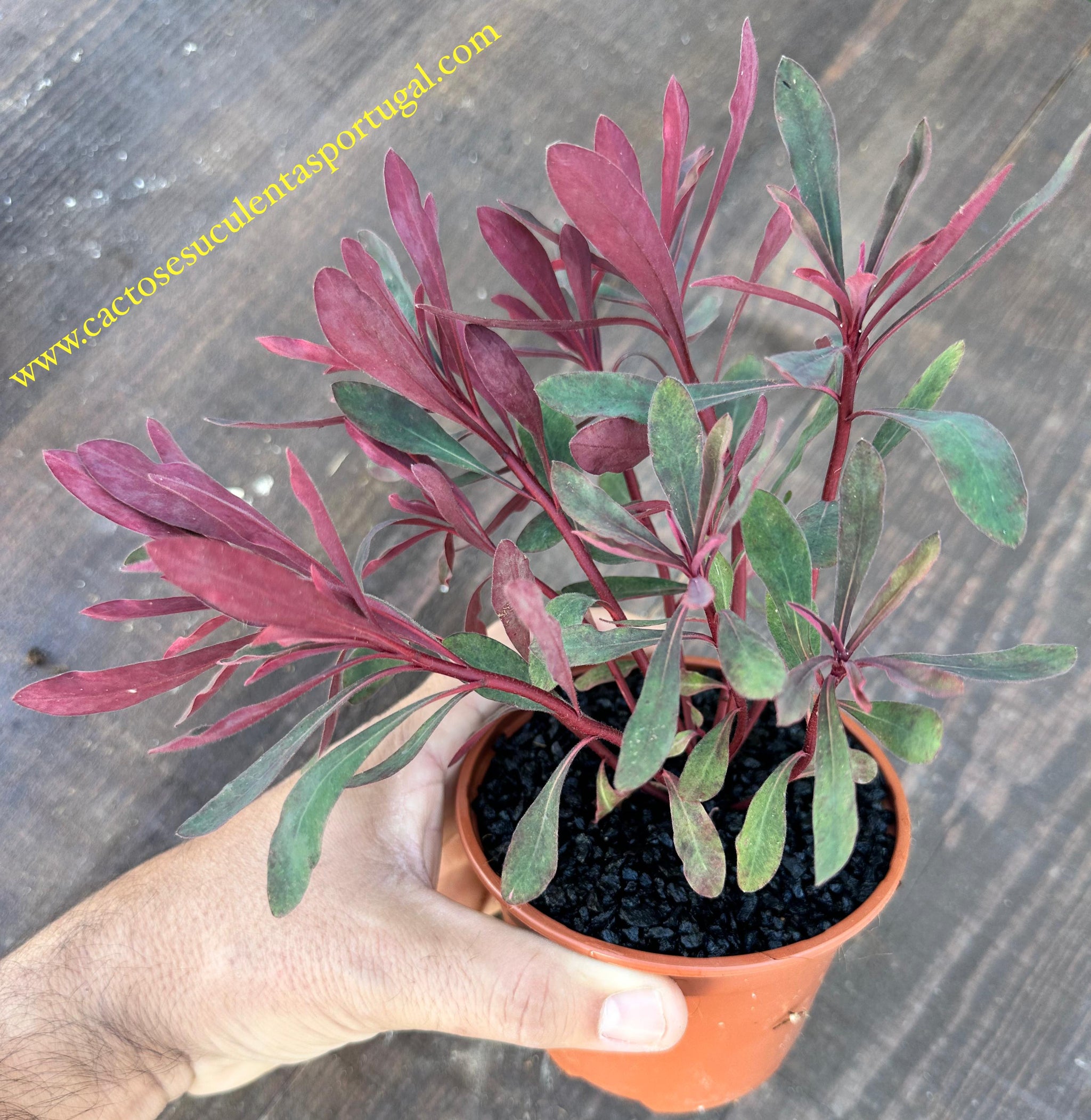 Euphorbia Amygdaloides Purpure | Cactos e Suculentas Portugal