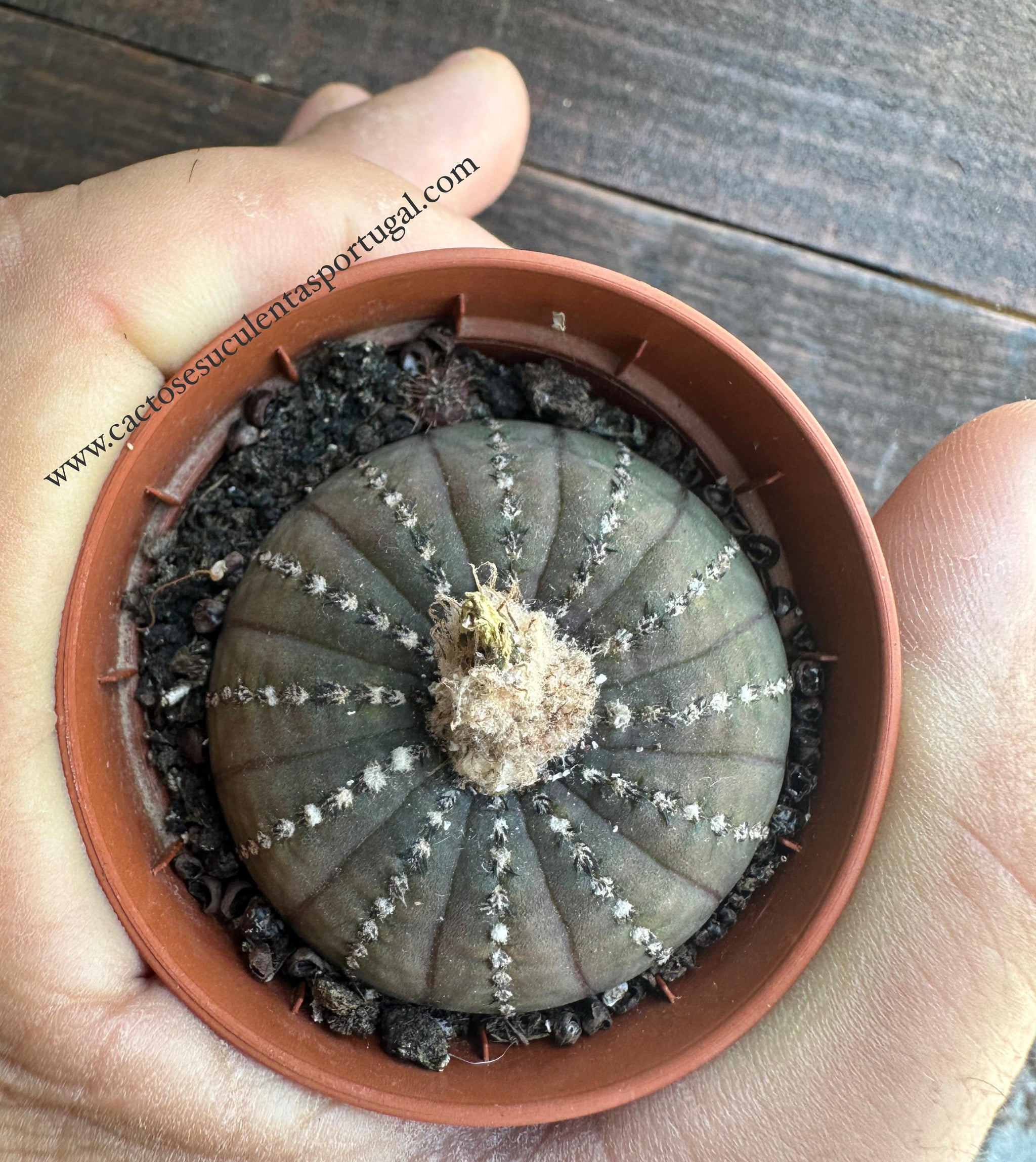 Frailea Castanea | Cactos e Suculentas Portugal