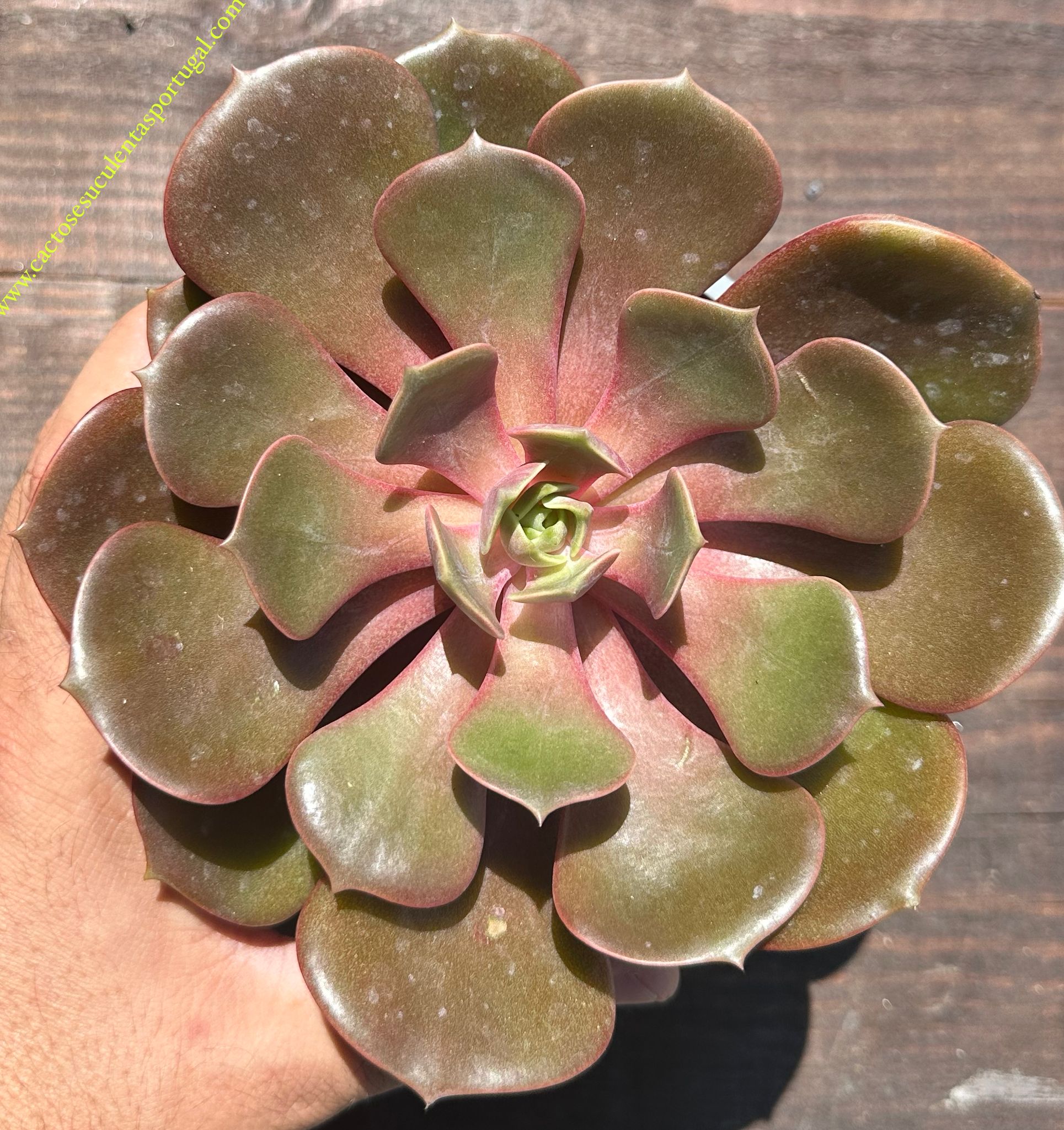 Echeveria Agavoides 'Mont' / 'Zestar' | Cactos e Suculentas Portugal