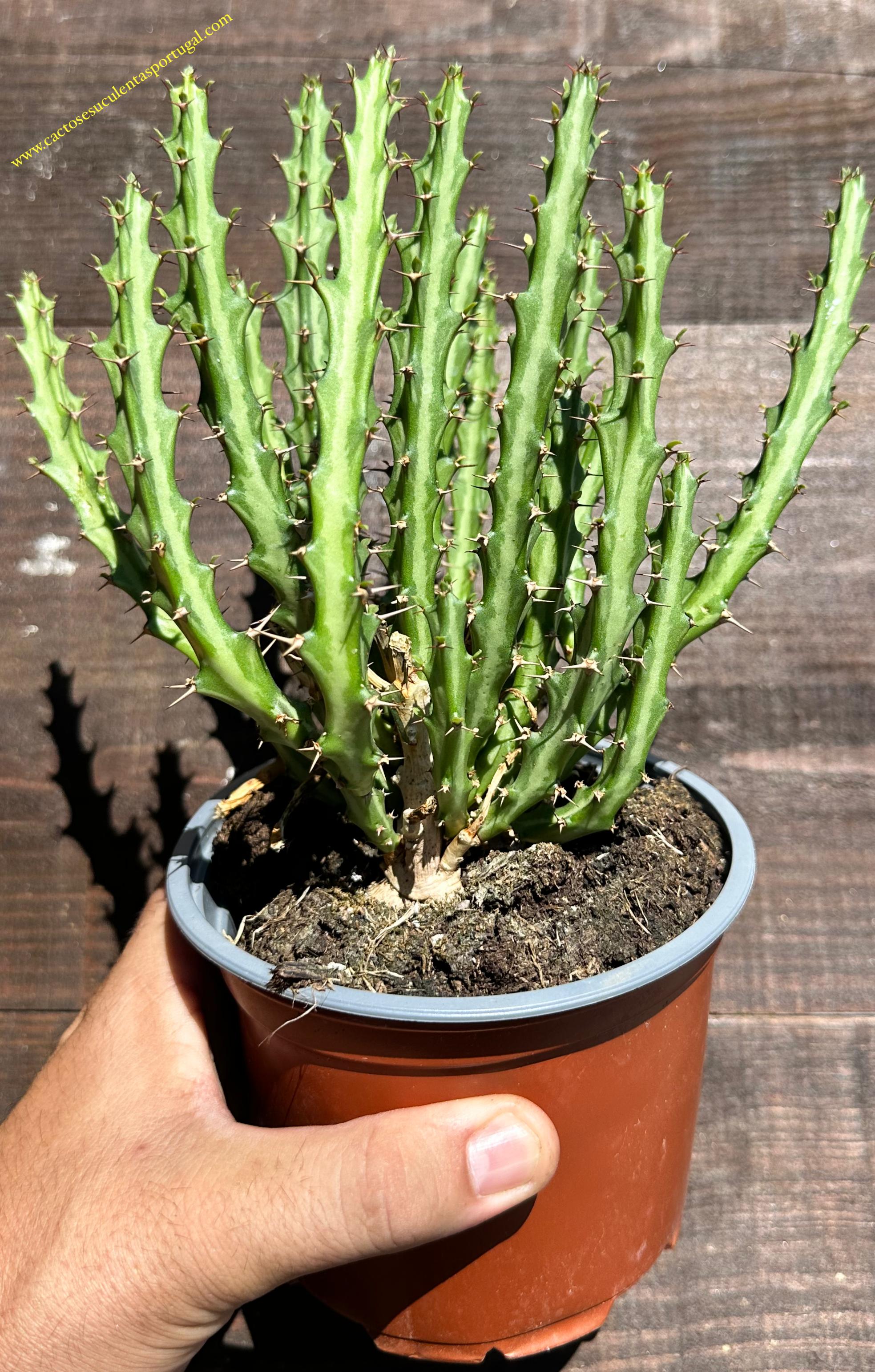 Euphorbia Knutti Caudex | Cactos e Suculentas Portugal