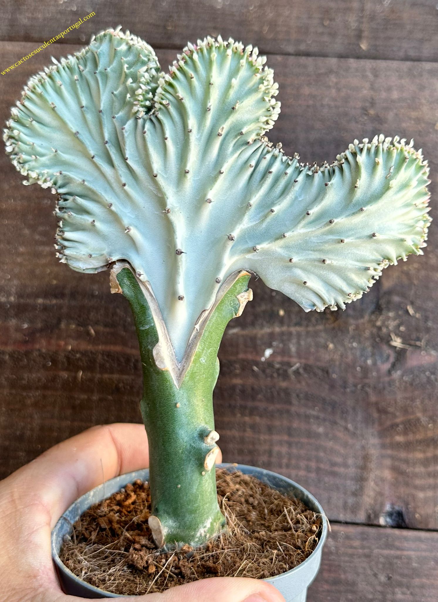 Euphorbia Láctea Cristata | Cactos e Suculentas Portugal