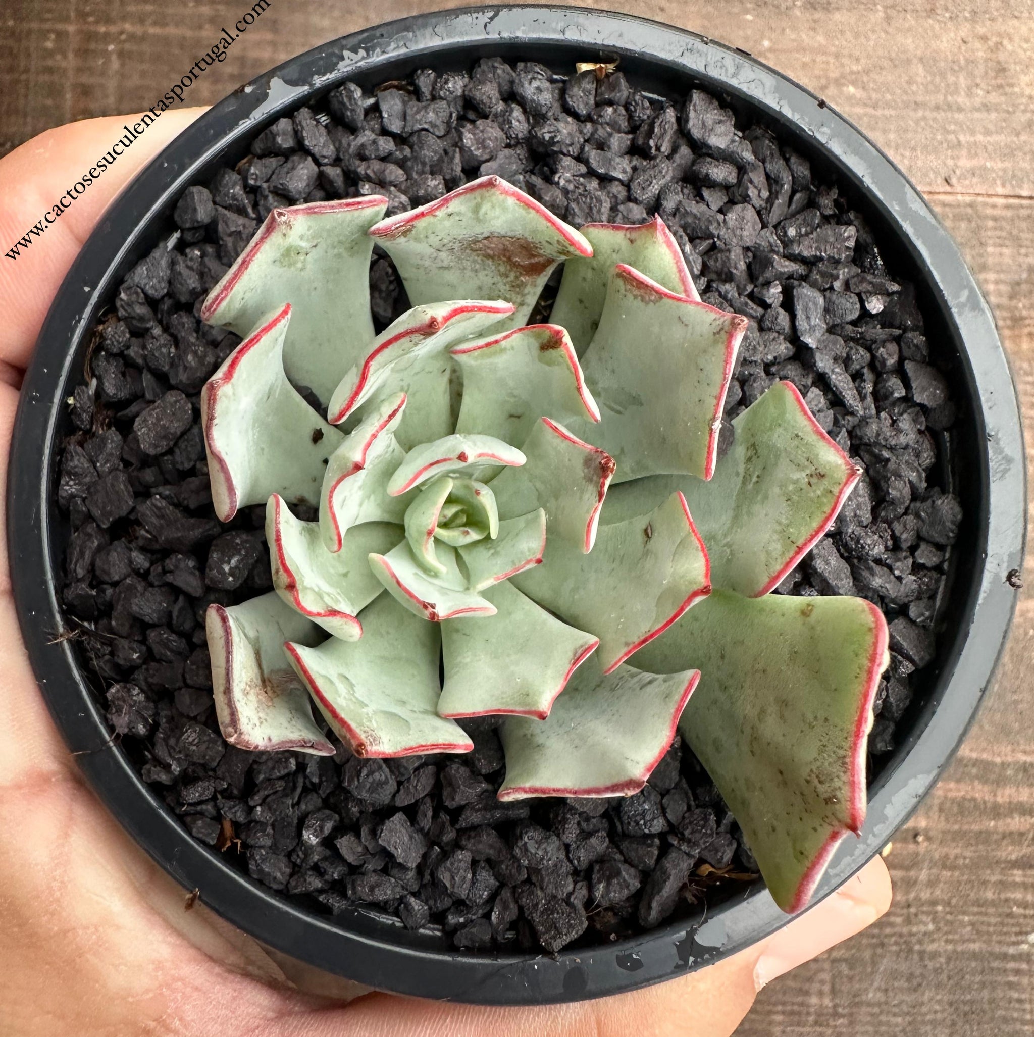Echeveria Strictiflora | Cactos e Suculentas Portugal