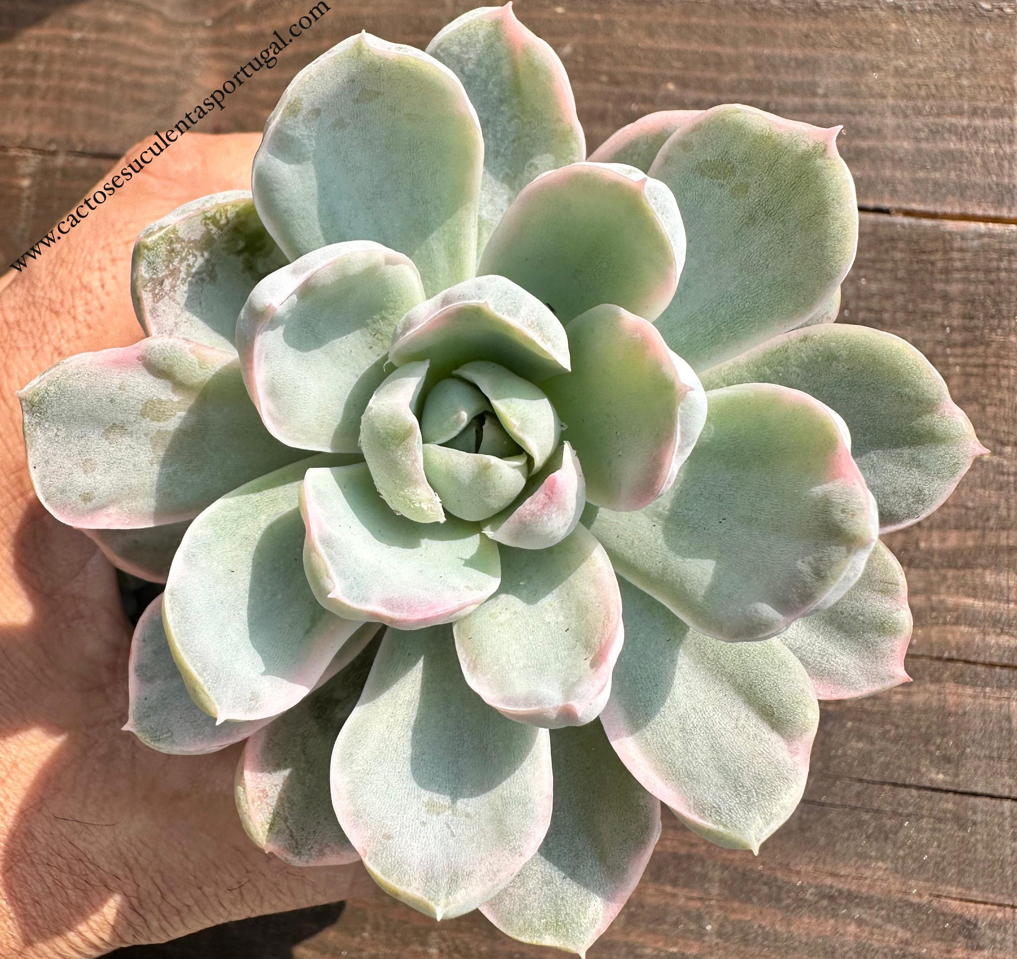 Echeveria Albicans Variegata | Cactos e Suculentas Portugal
