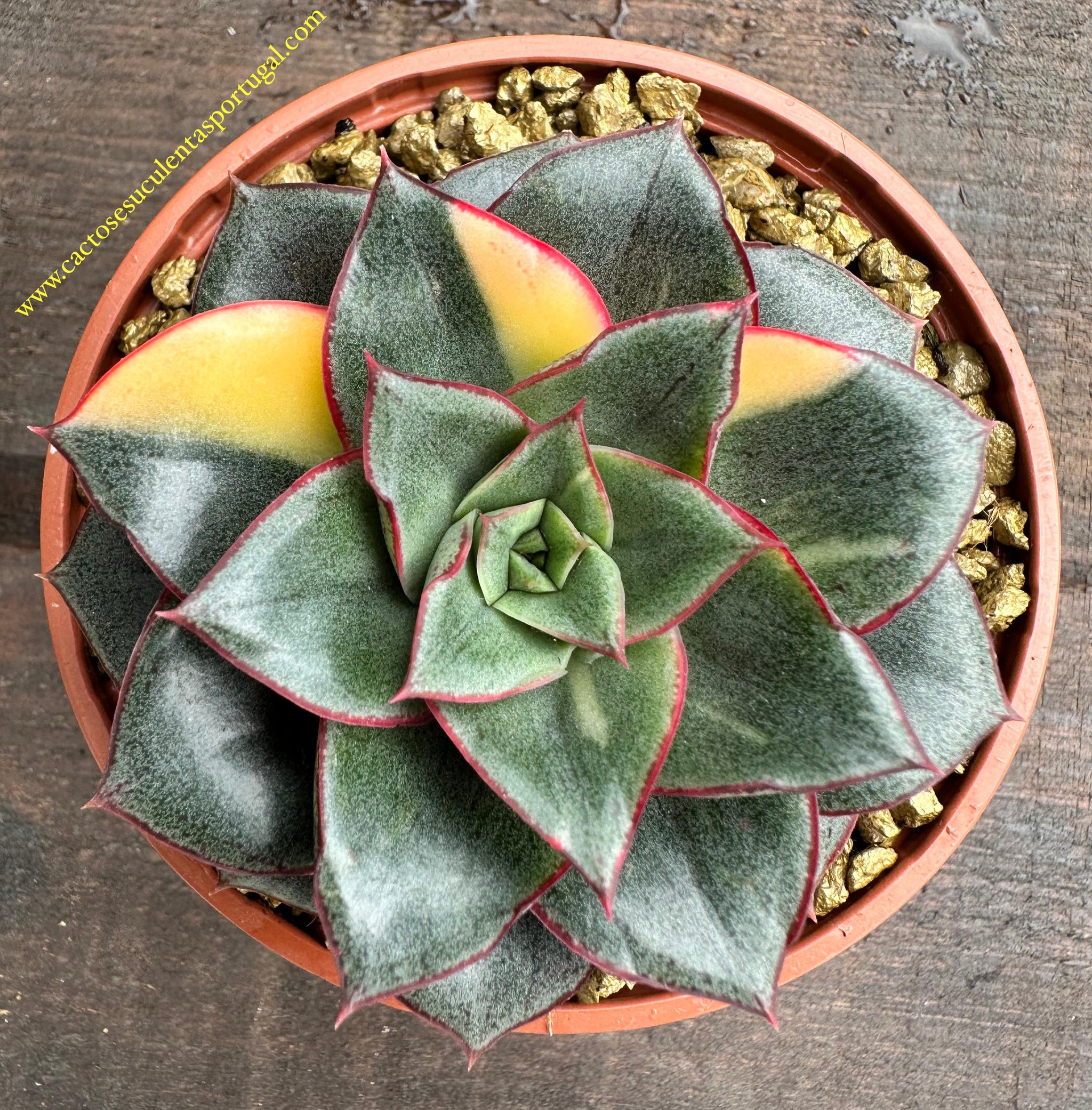 Echeveria Dionysos Variegata | Cactos e Suculentas Portugal