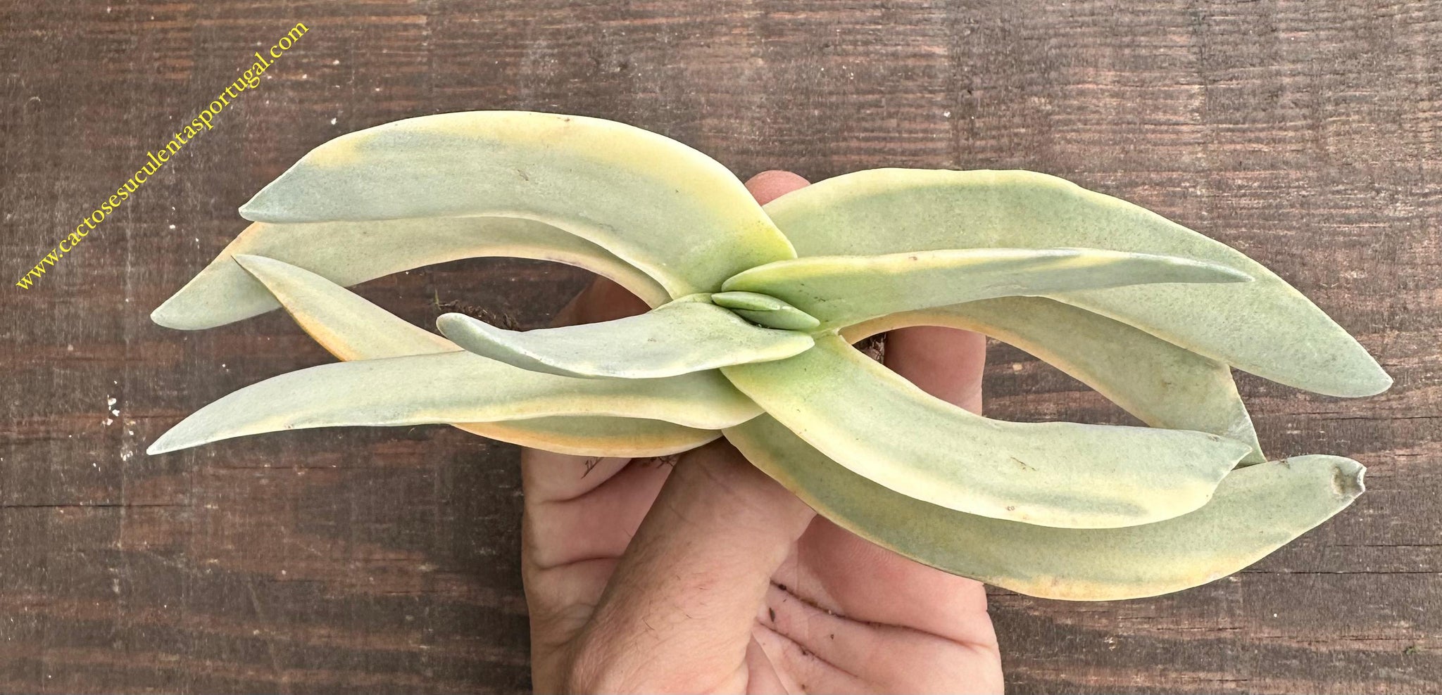 Crassula Falcata Variegata | Cactos e Suculentas Portugal