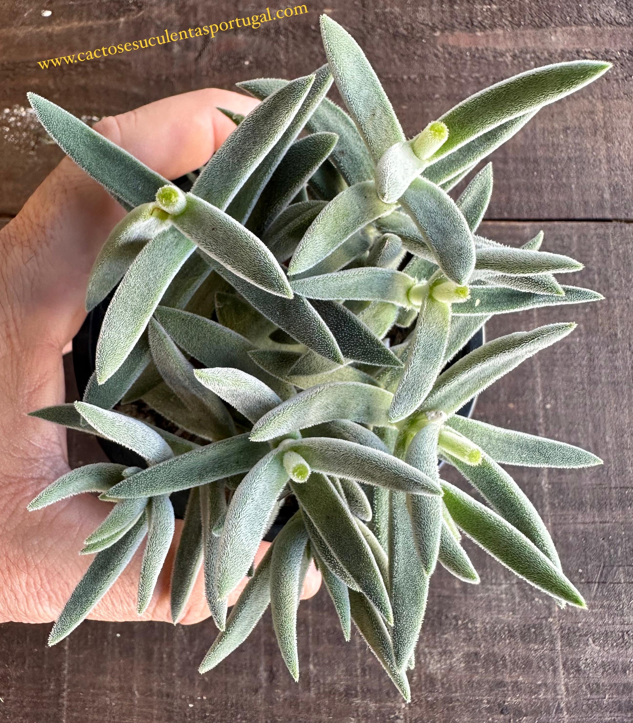Crassula Mesembryanthemoides | Cactos e Suculentas Portugal