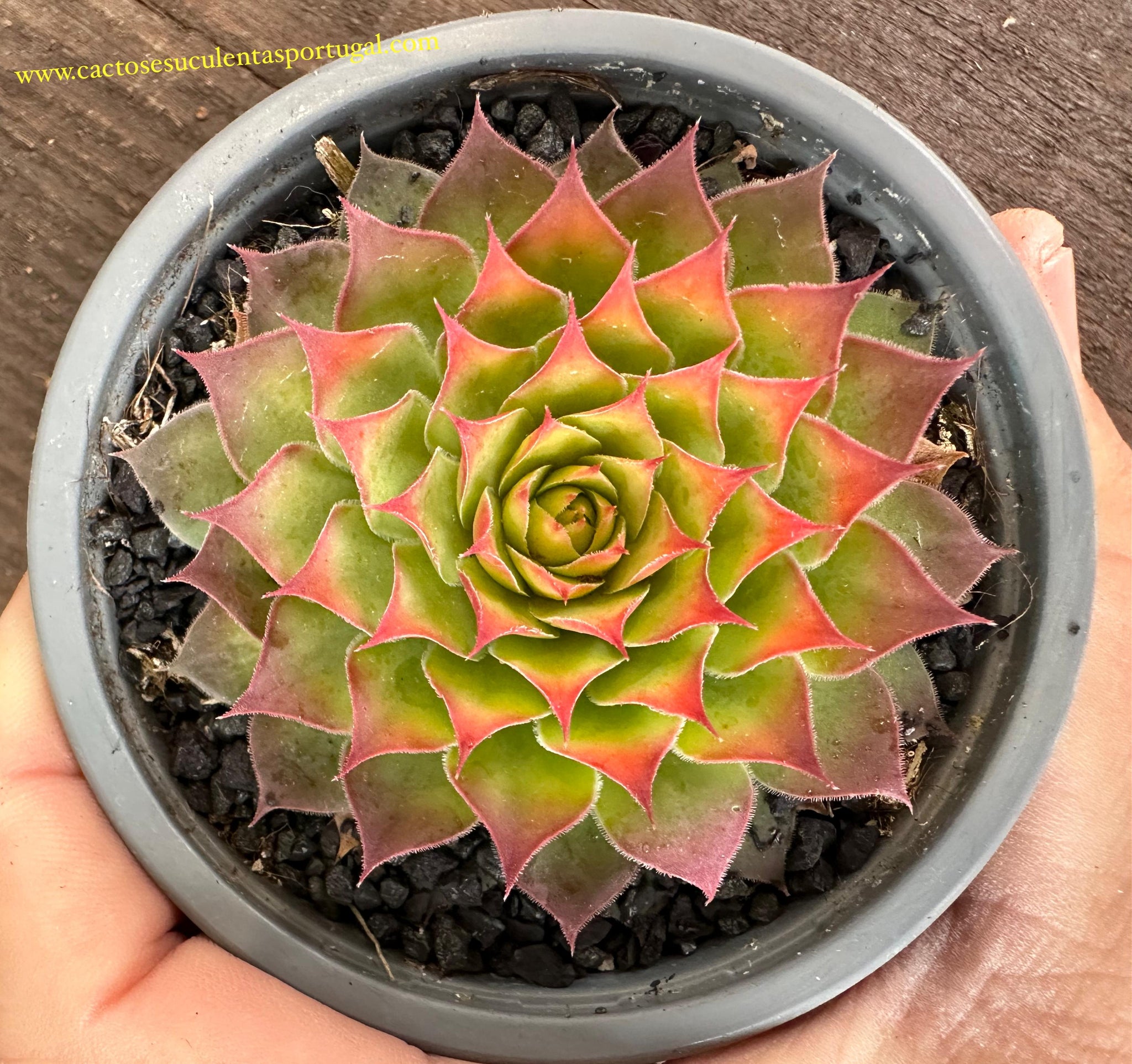 Sempervivum Gold Nugget | Cactos e Suculentas Portugal