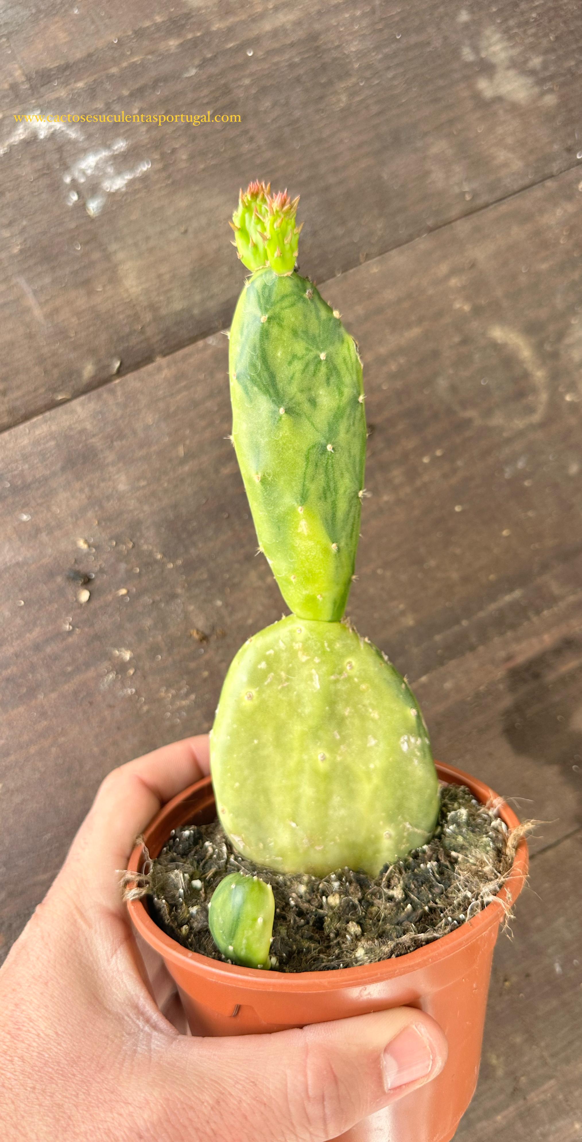 Opuntia Vulgaris Variegata | Cactos e Suculentas Portugal