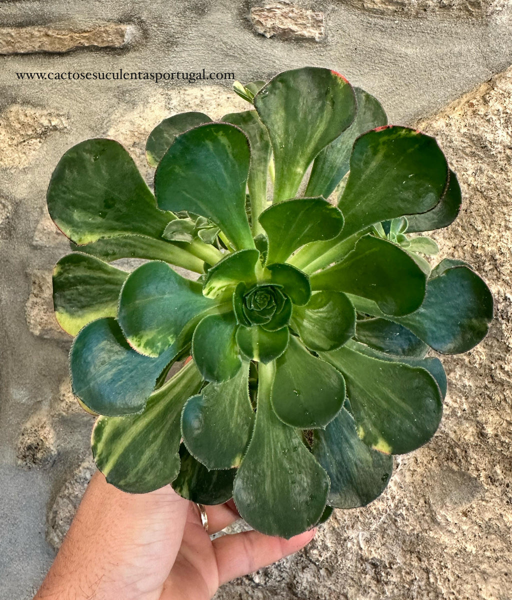 Aeonium Red Edge Variegata – Cactos e suculentas Portugal