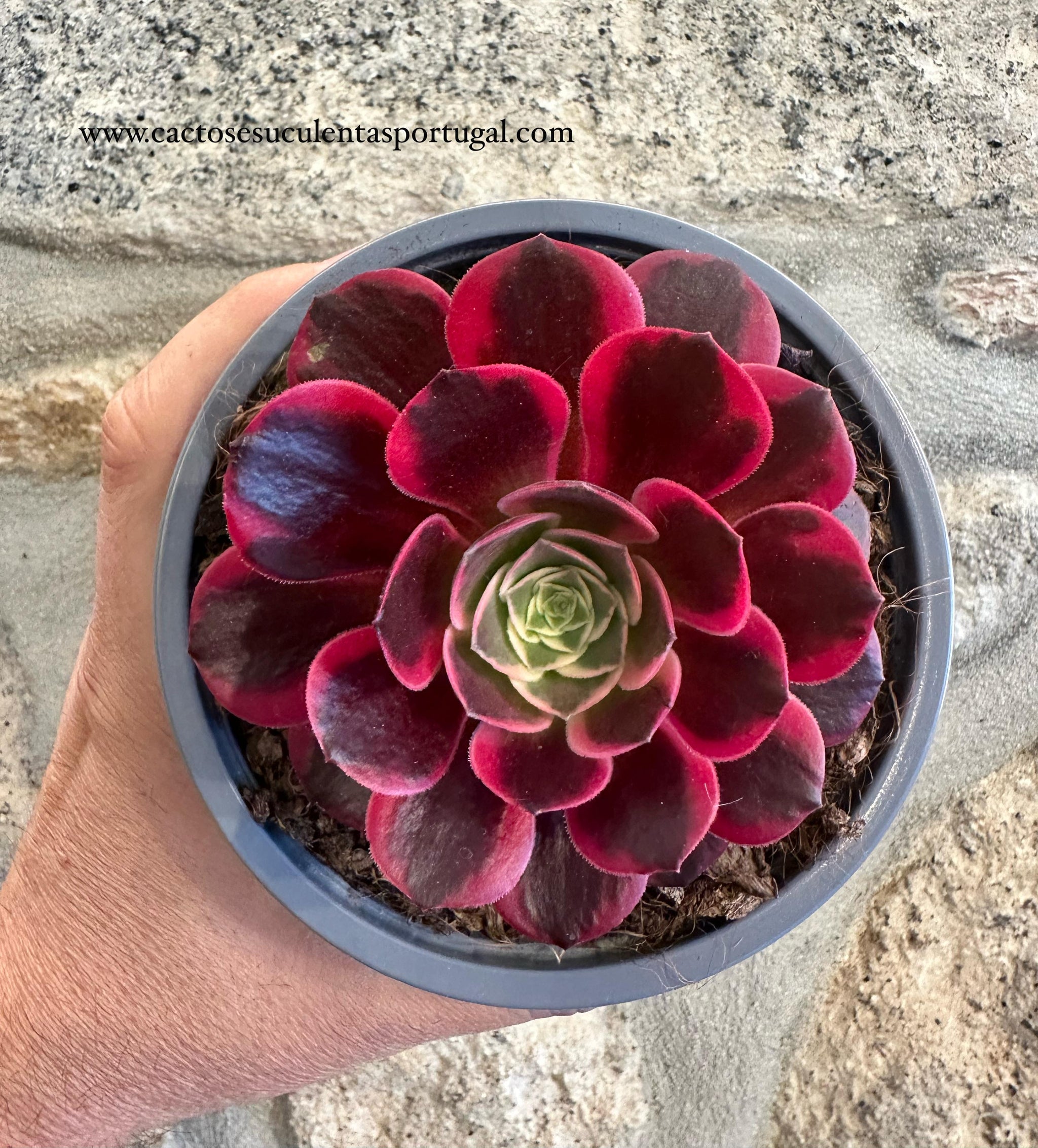 Aeonium Canary | Cactos e Suculentas Portugal