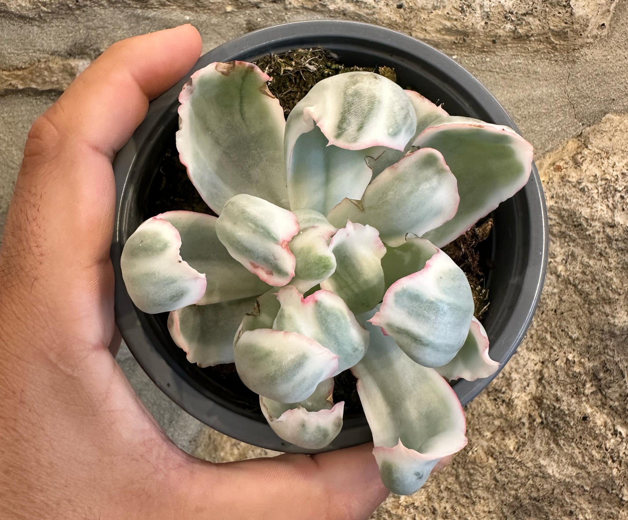 Echeveria Berkeley Variegata | Cactos e Suculentas Portugal