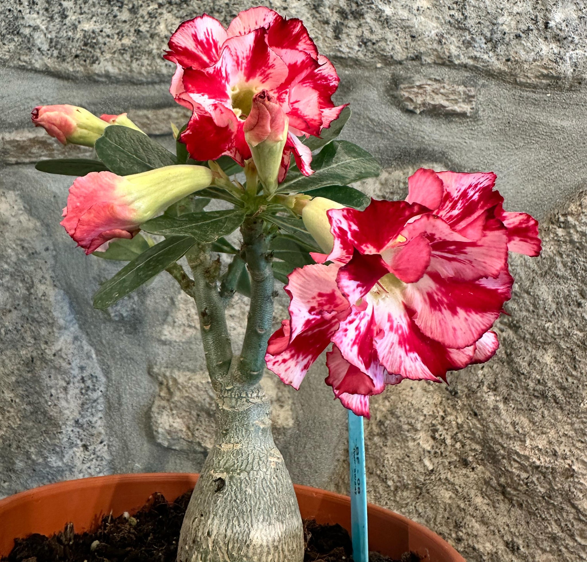 Rosa do Deserto Dobrada Caudex - Única | Cactos e Suculentas Portugal