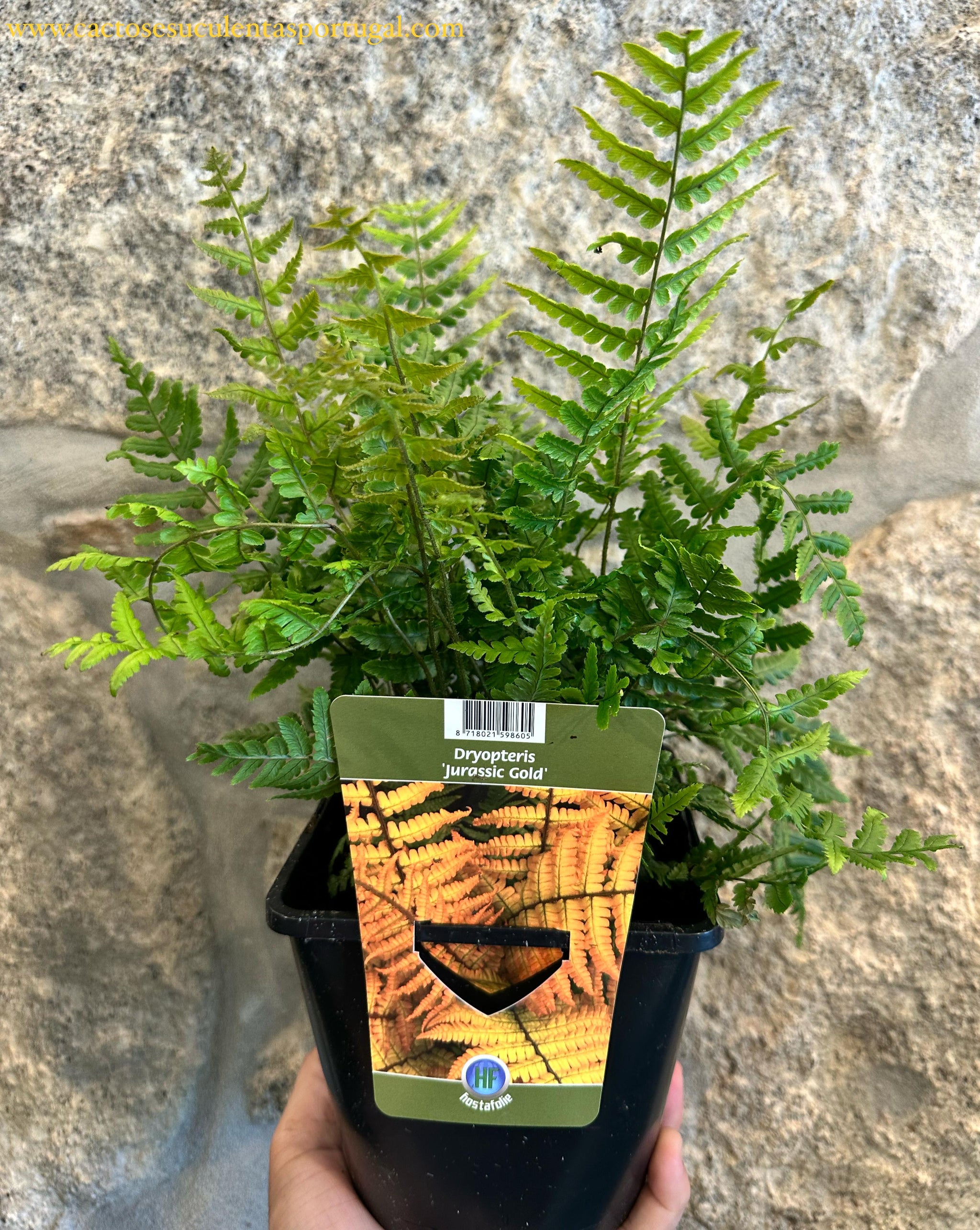 Dryopteris "Jurassic Gold" - Feto Dourado | Cactos e Suculentas Portugal