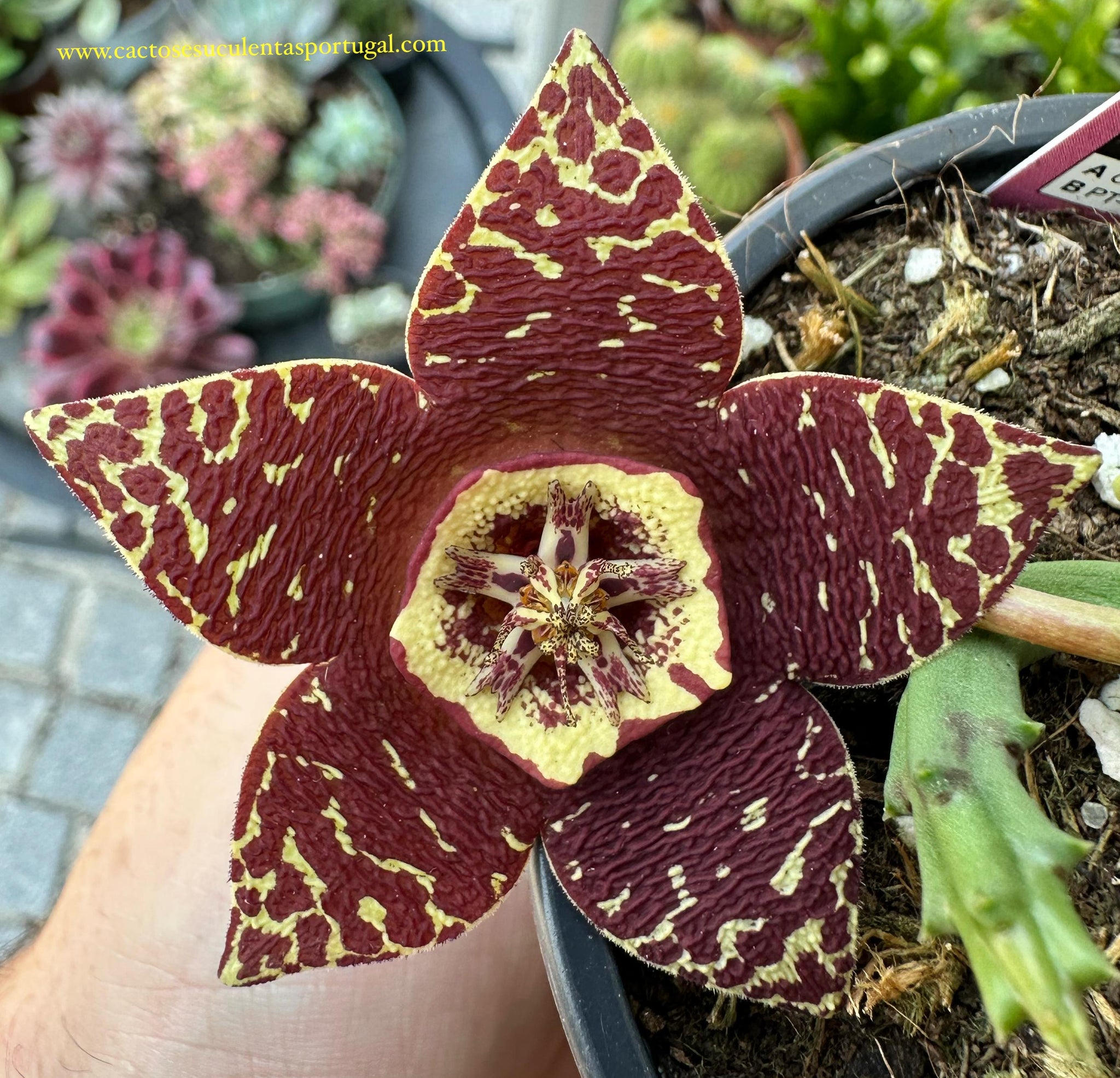 Orbea ‘Egatari’ | Cactos e Suculentas Portugal