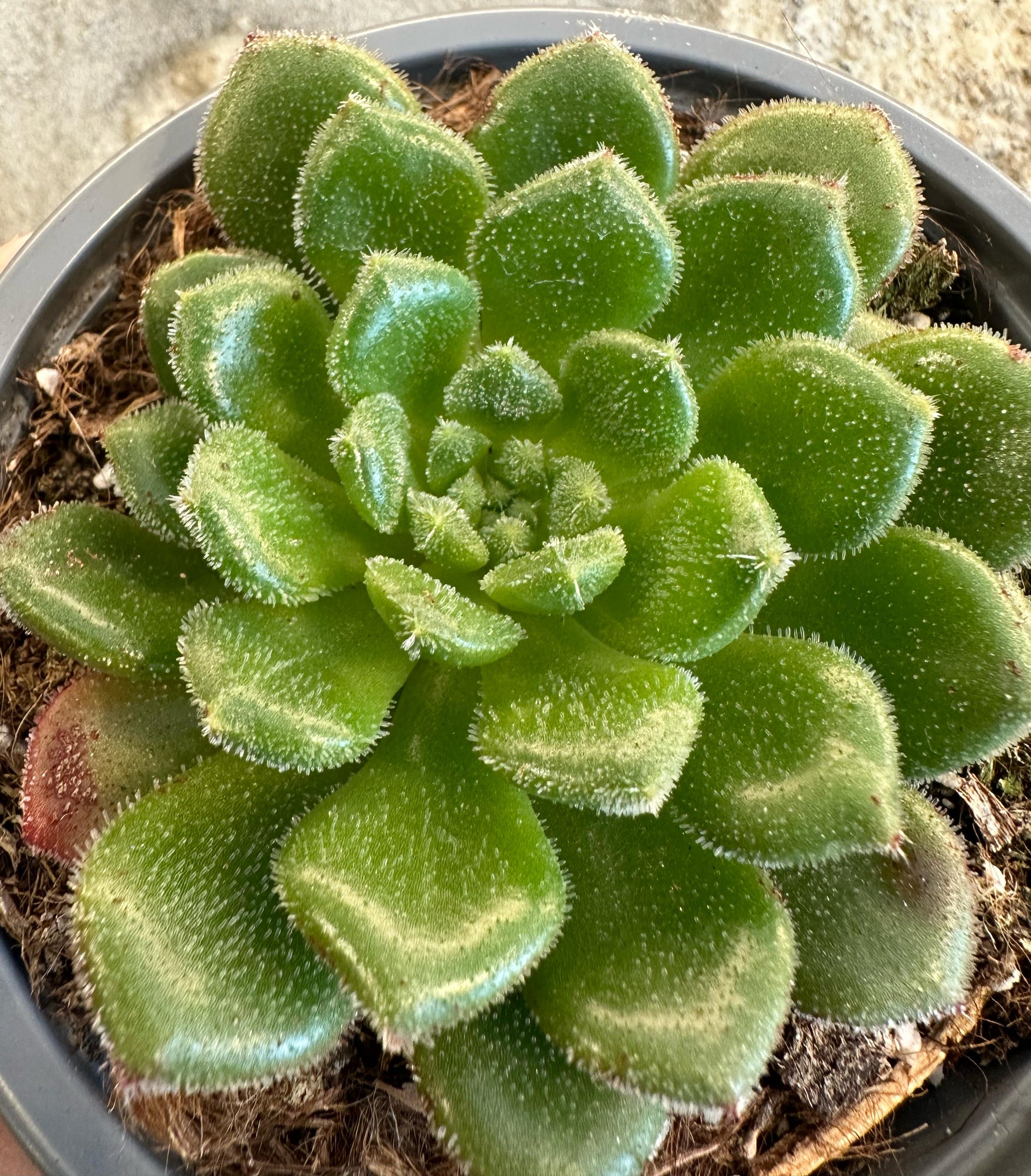 Echeveria Carol | Cactos e Suculentas Portugal