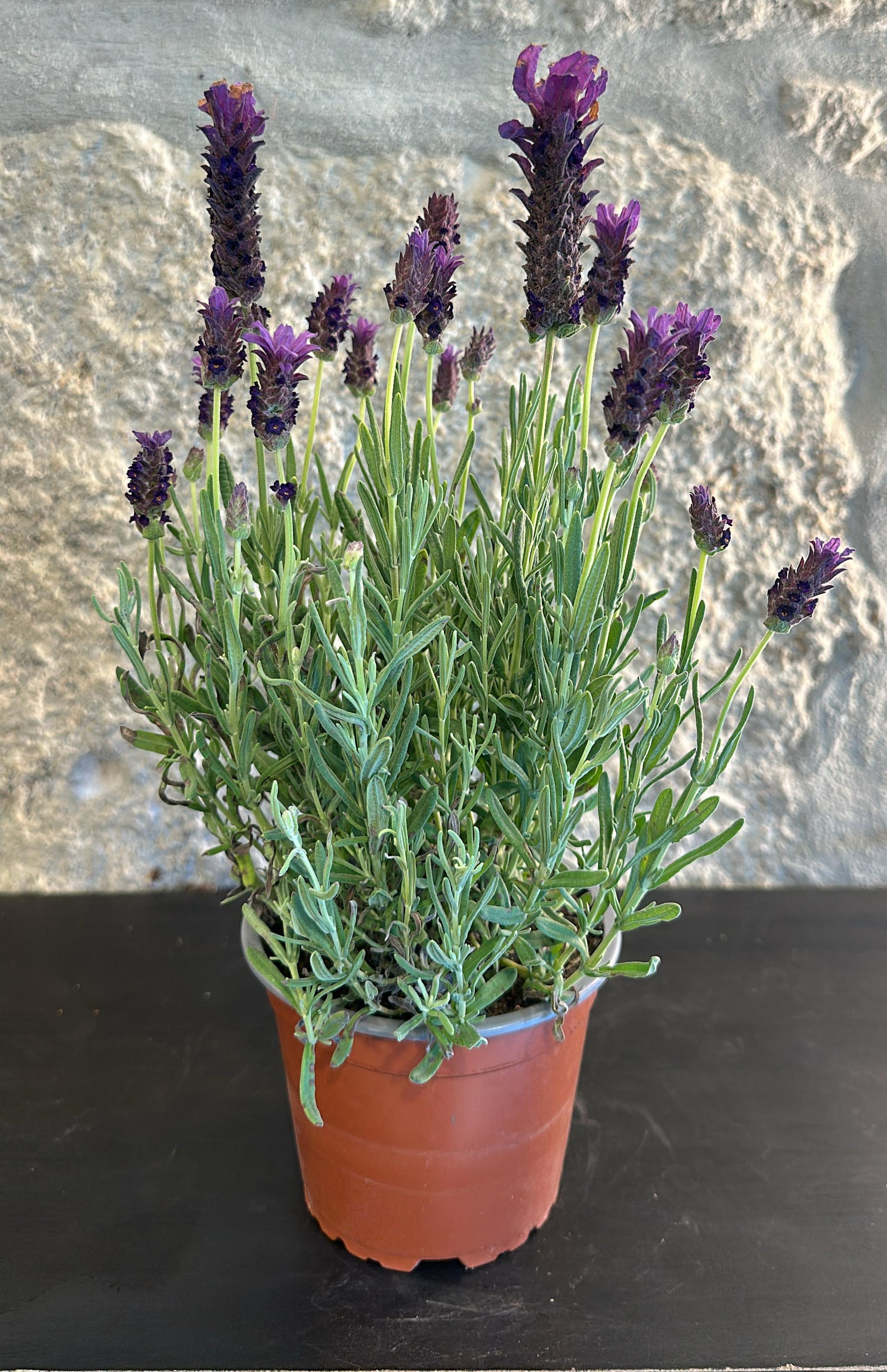 Lavanda | Cactos e Suculentas Portugal