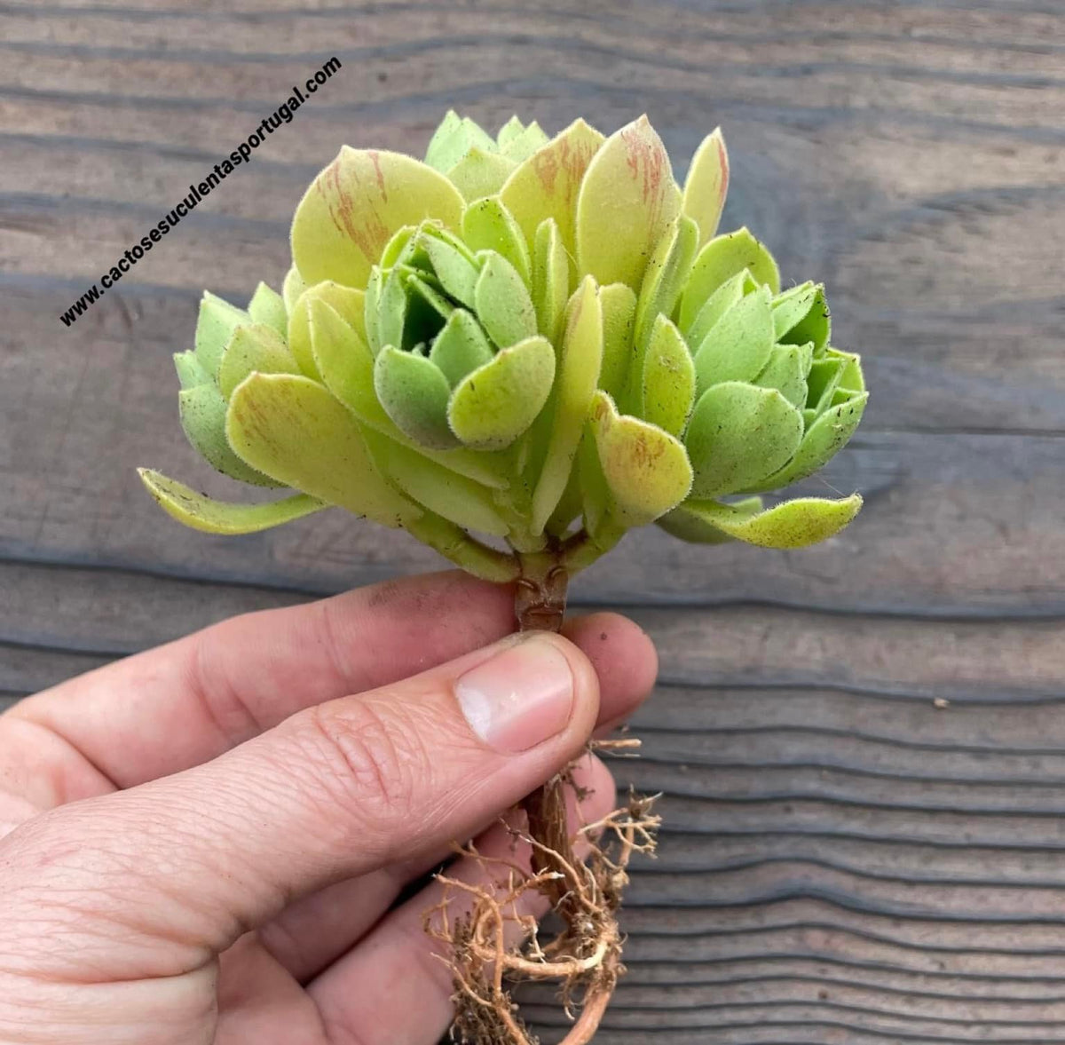 Aeonium 'Goblin', extra ramificado – Cactos e suculentas Portugal