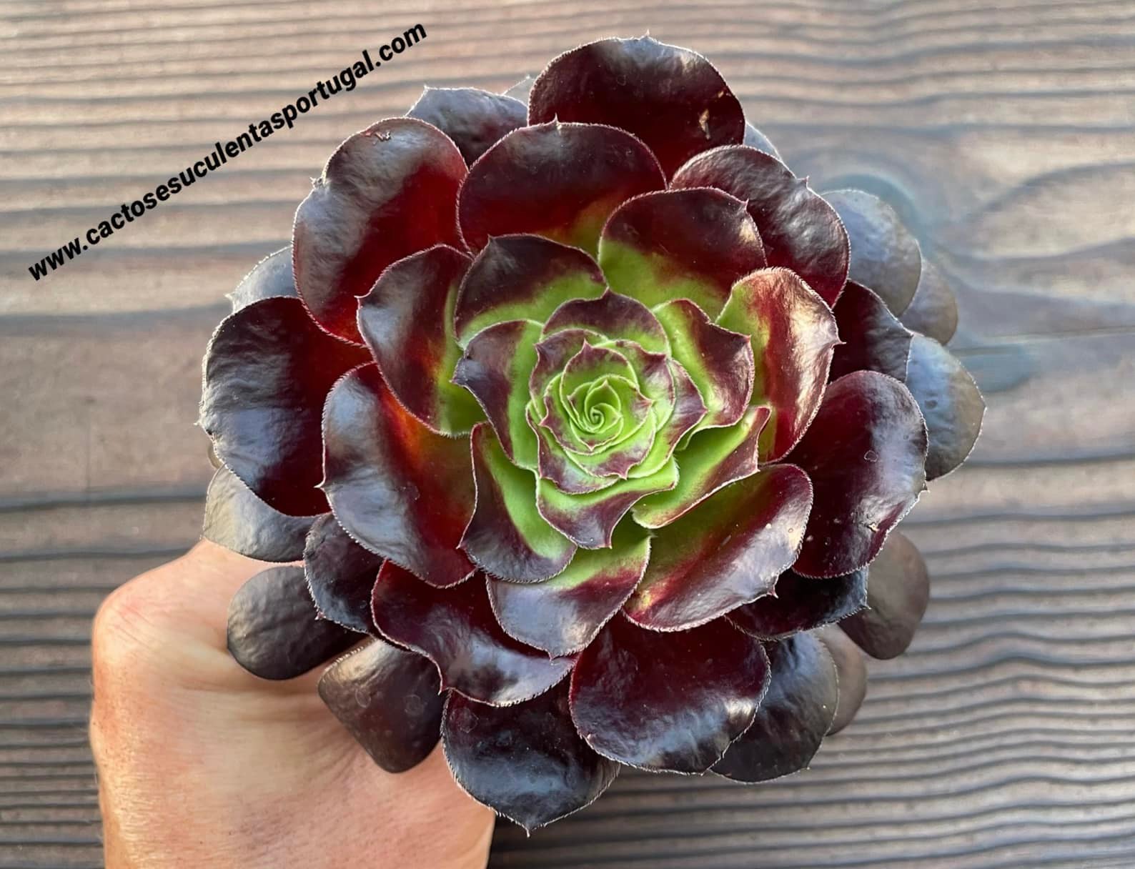 Aeonium 'Voodoo' Giant - Red Aeonium – Cactos e suculentas Portugal