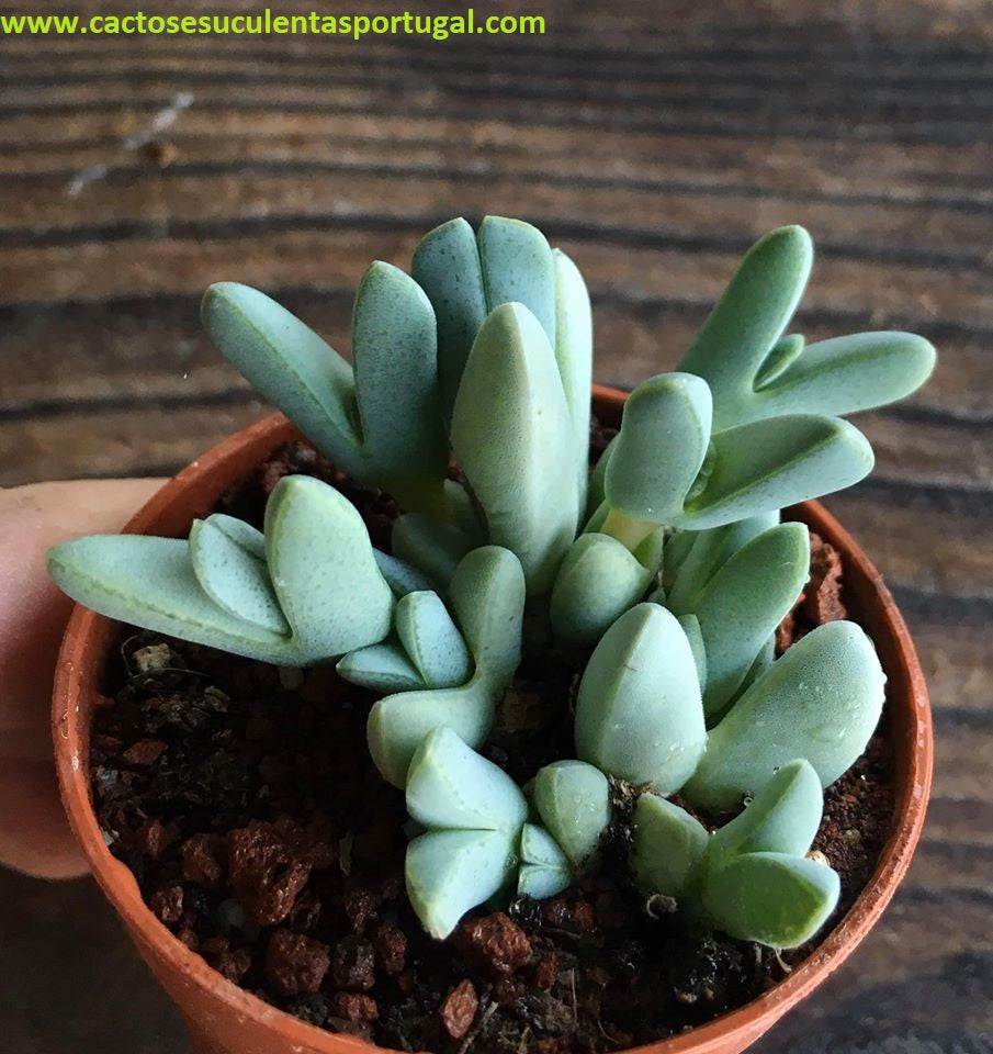 Antimima dualis – Cactos e suculentas Portugal