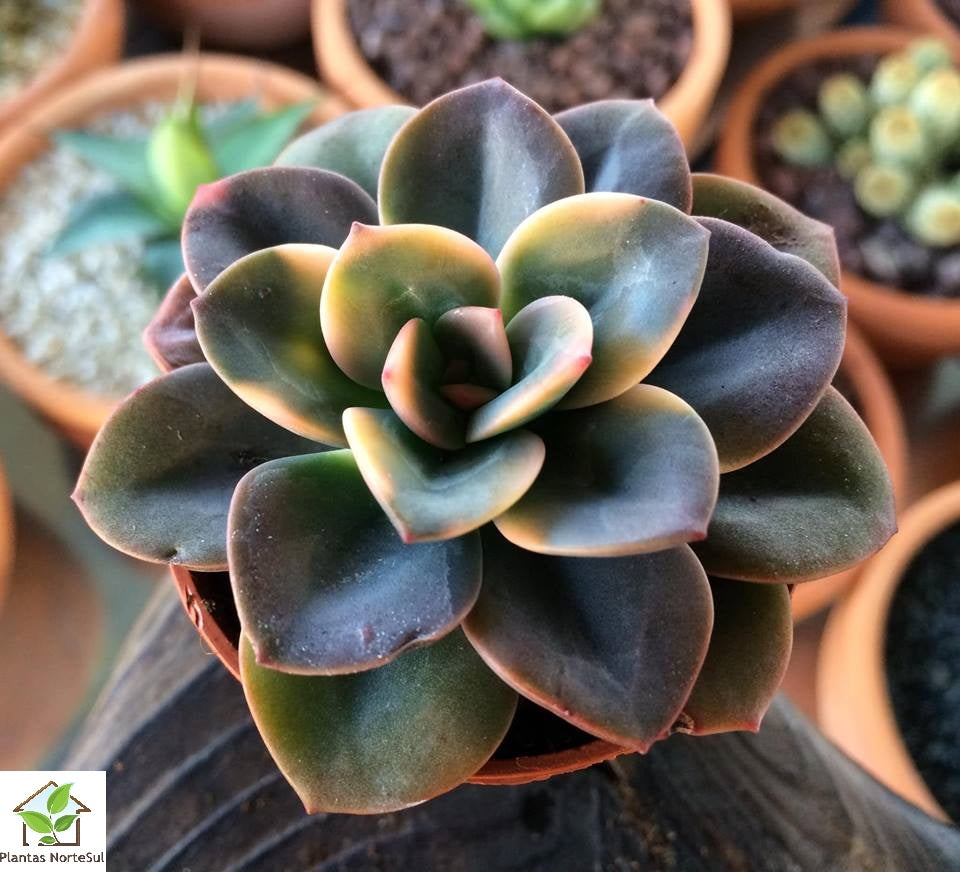 Echeveria chroma – Cactos e suculentas Portugal
