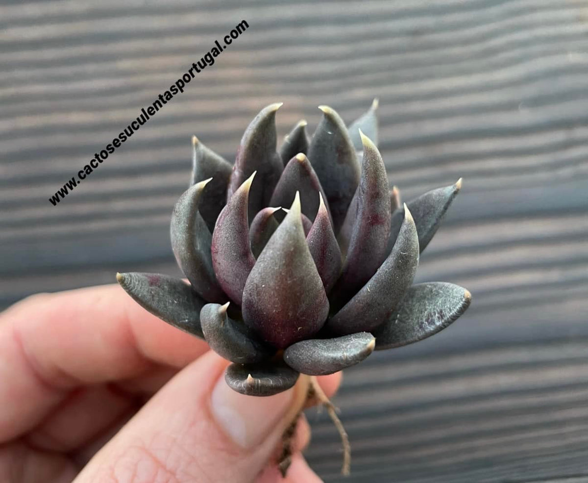 Echeveria 'Black Knight' – Cactos e suculentas Portugal