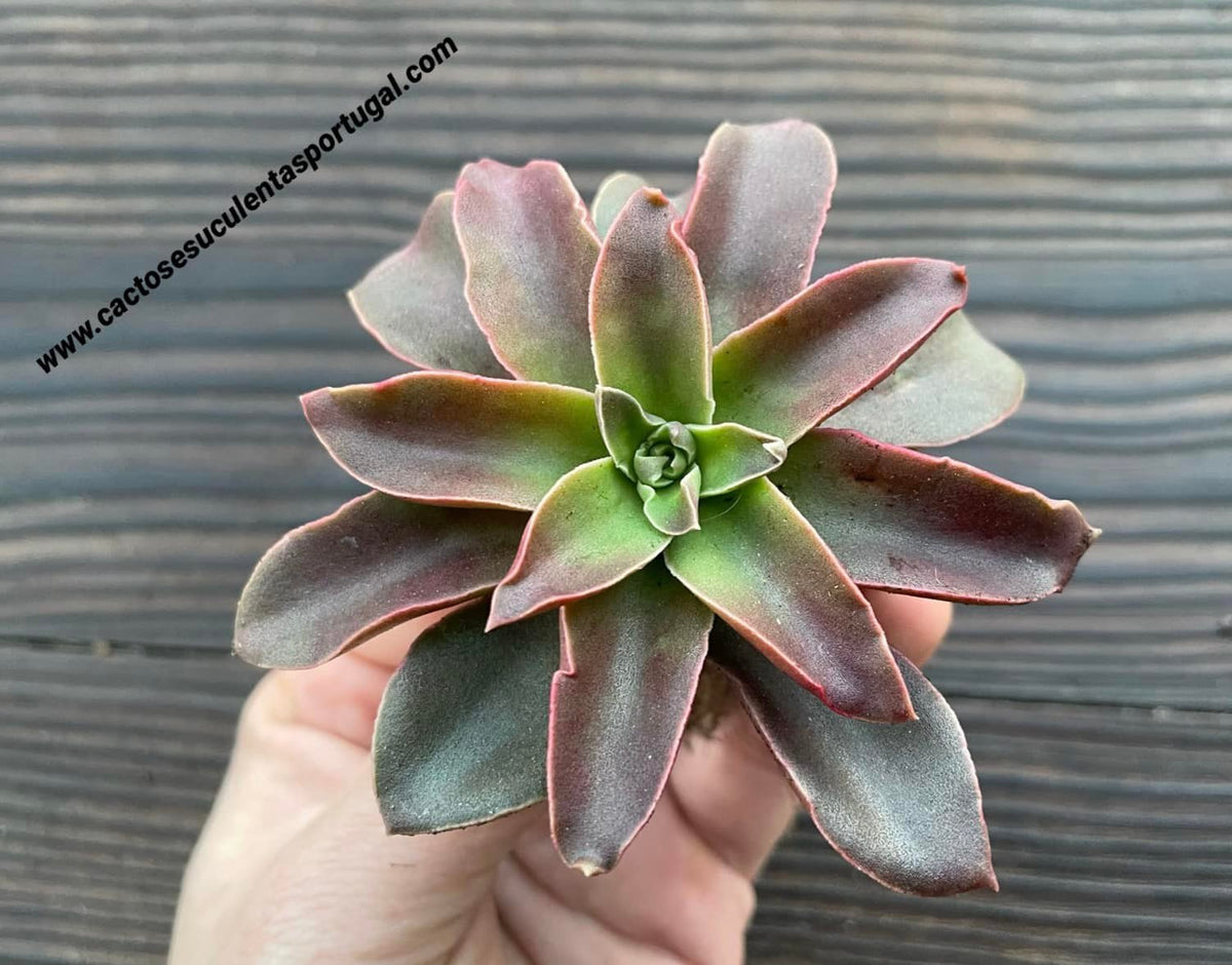 Echeveria racemosa / Echeveria 'Brown Sugar' – Cactos e suculentas Portugal