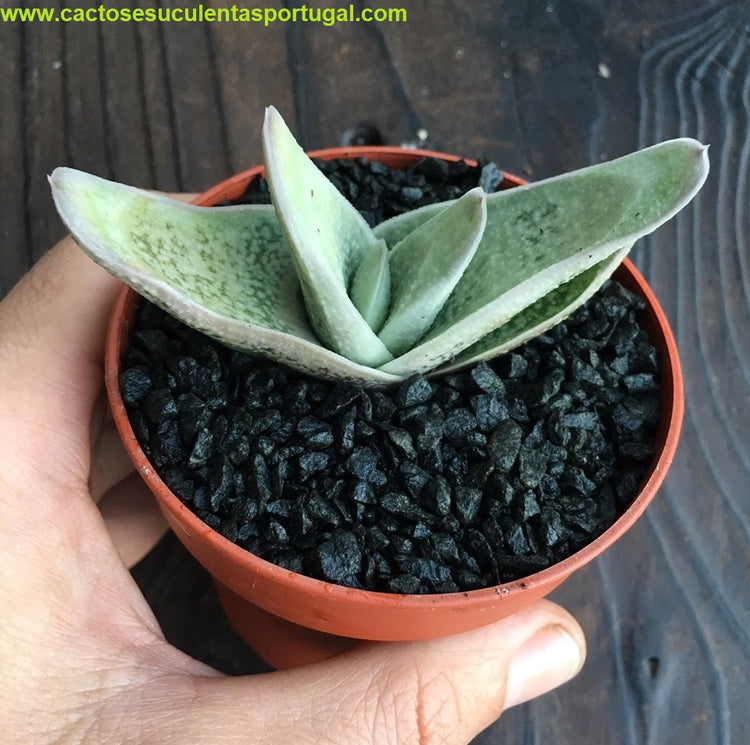 Gasteria x Aloe Green Ice – Cactos e suculentas Portugal