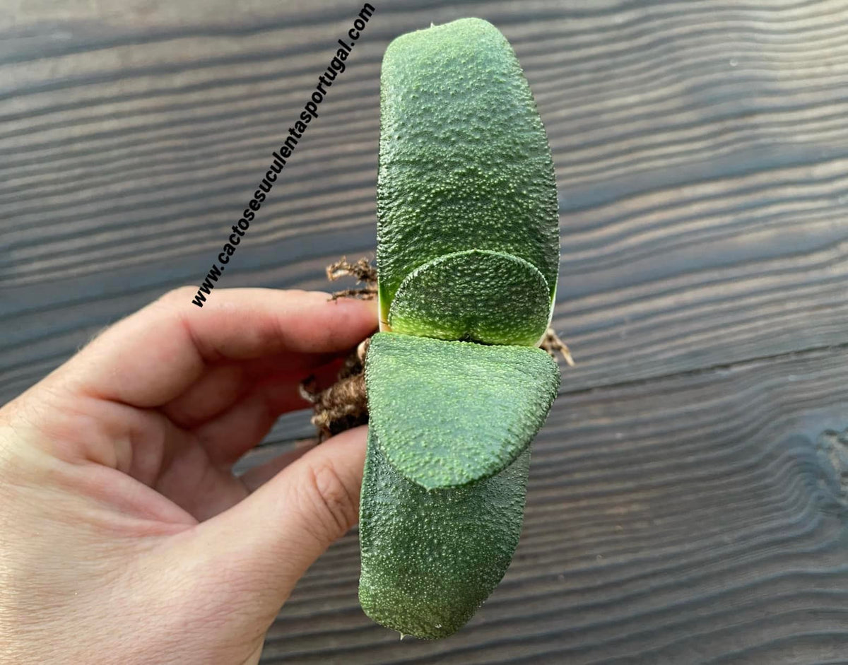 Gasteria nitida var. armstrongii – Cactos e Suculentas Portugal