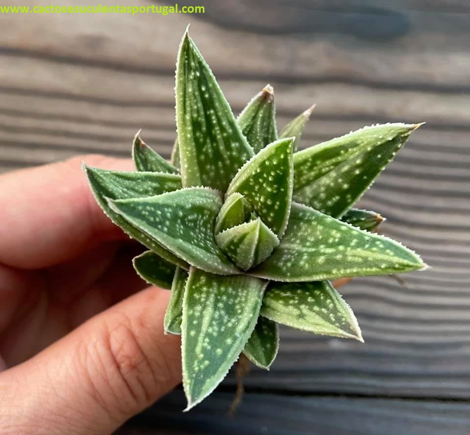 Gasteria x Aloe / Gasteraloe 'Spirit Of 88' – Cactos e suculentas Portugal