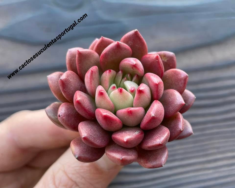 Graptoveria bashful 'pink ruby' – Cactos e suculentas Portugal