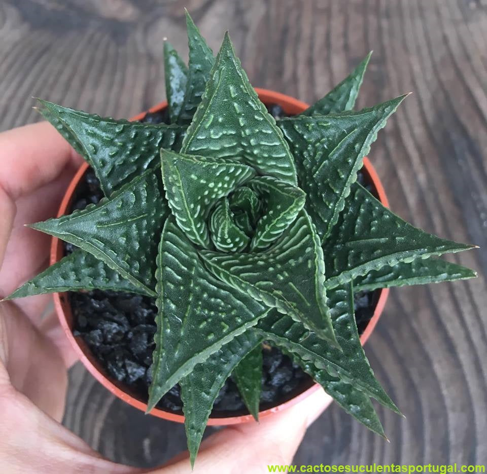 Haworthia limifolia (Fairy Washboard) – Cactos e suculentas Portugal