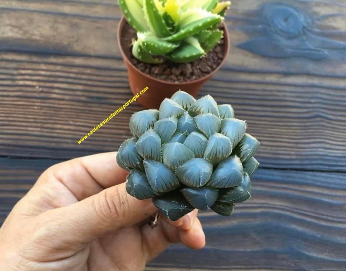 Haworthia obtusa 'TOKUDAI BLUE LENS' – Cactos e suculentas Portugal