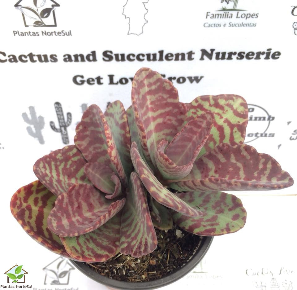 Kalanchoe Humilis – Cactos e suculentas Portugal