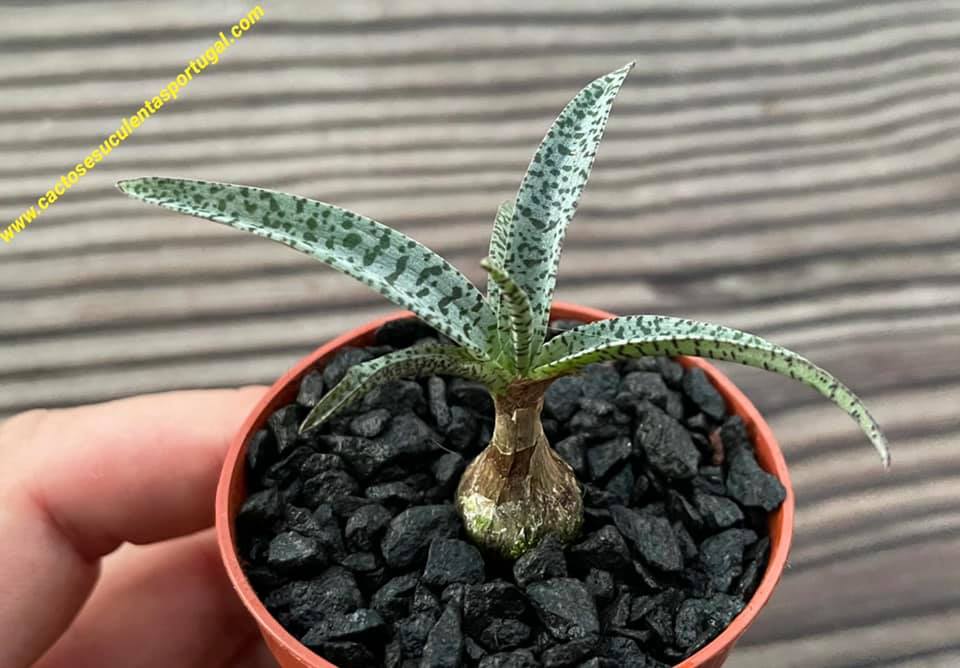 Ledebouria sp. ‘Gary Hammer’ – Cactos e suculentas Portugal