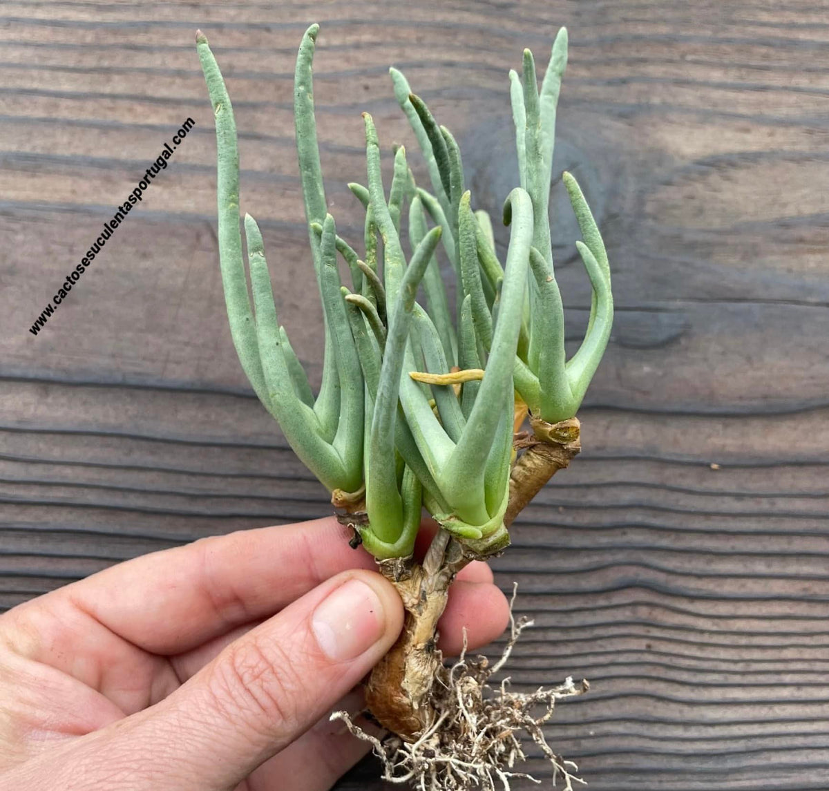 Malephora lutea Muiskraal – Cactos e suculentas Portugal