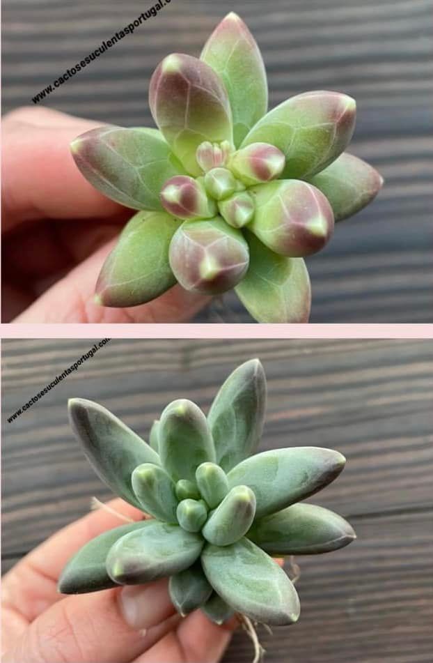 Pachyphytum compactum and Pachyphytum compactum 'Red Tips' – Cactos e ...