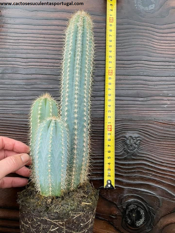 Pilosocereus pachycladus (Blue Columnar Cactus), ver 2ªimagem – Cactos ...