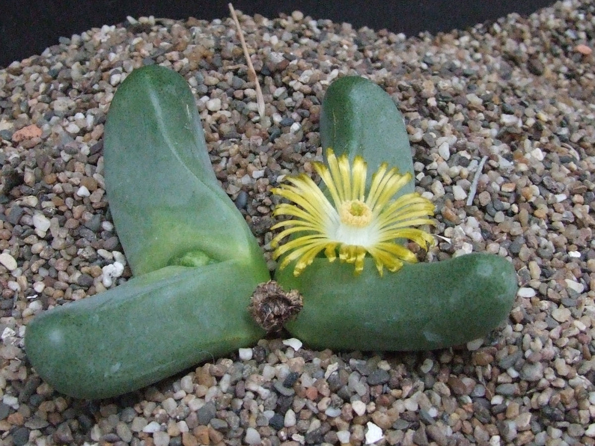 Pleiospilos prismaticus syn. Tanquana prismatica – Cactos e suculentas ...