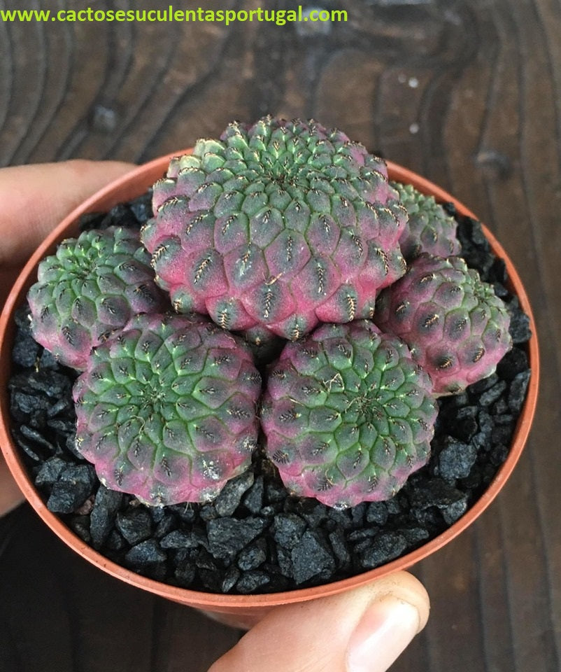Rebutia rauschii – Cactos e suculentas Portugal