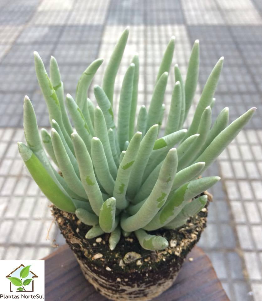Senecio scaposus – Cactos e suculentas Portugal