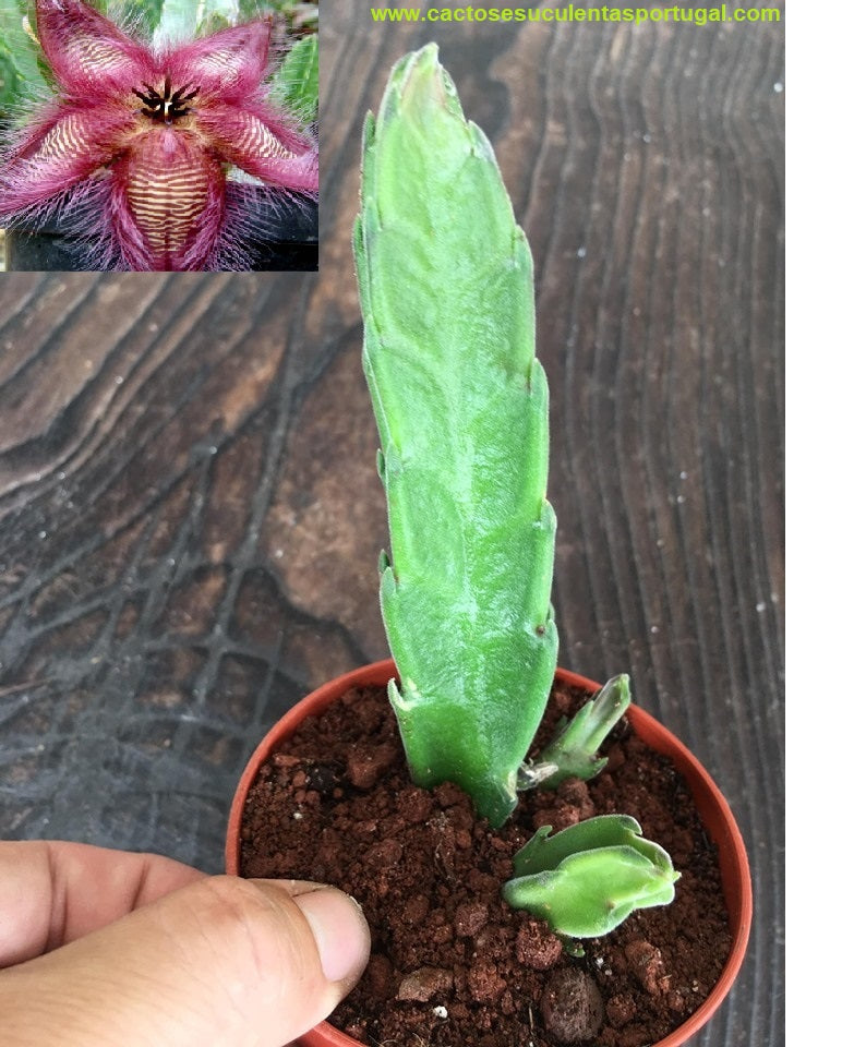 Stapelia Hirsuta – Cactos e suculentas Portugal