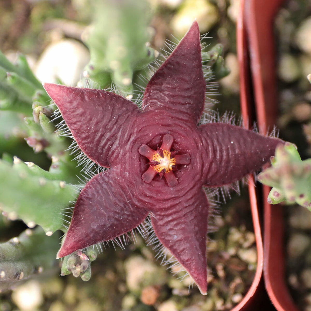 Stapelia paniculata var. scitula – Cactos e suculentas Portugal