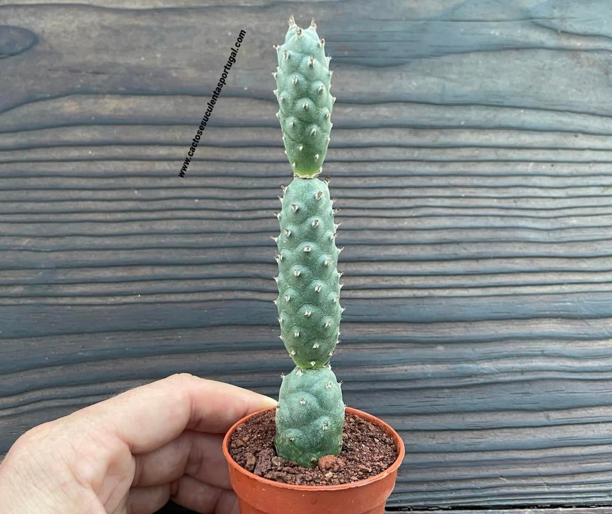 Tephrocactus articulatus var. inermis – Cactos e suculentas Portugal